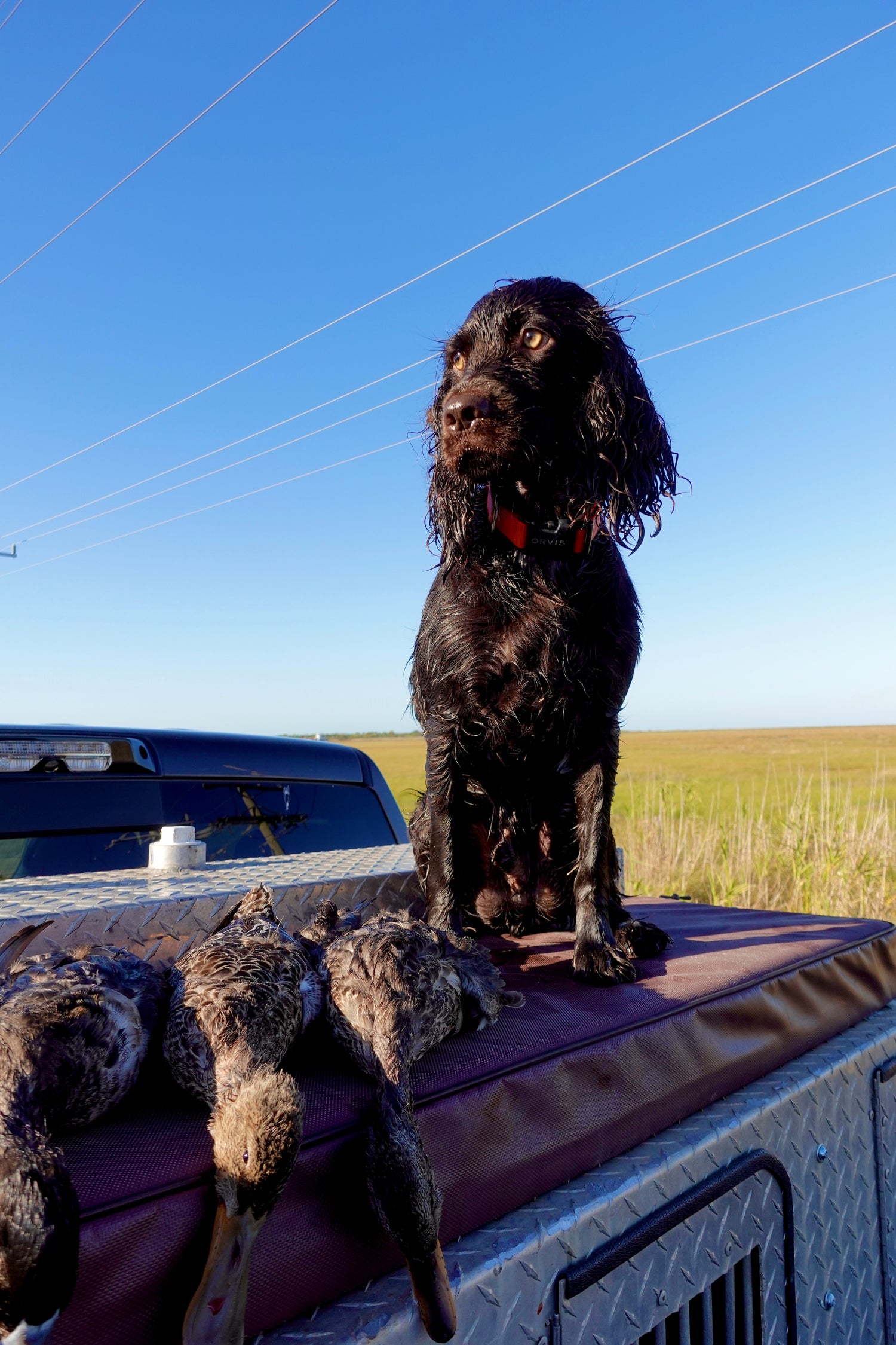 Goose the Boykin – SlaterKennels