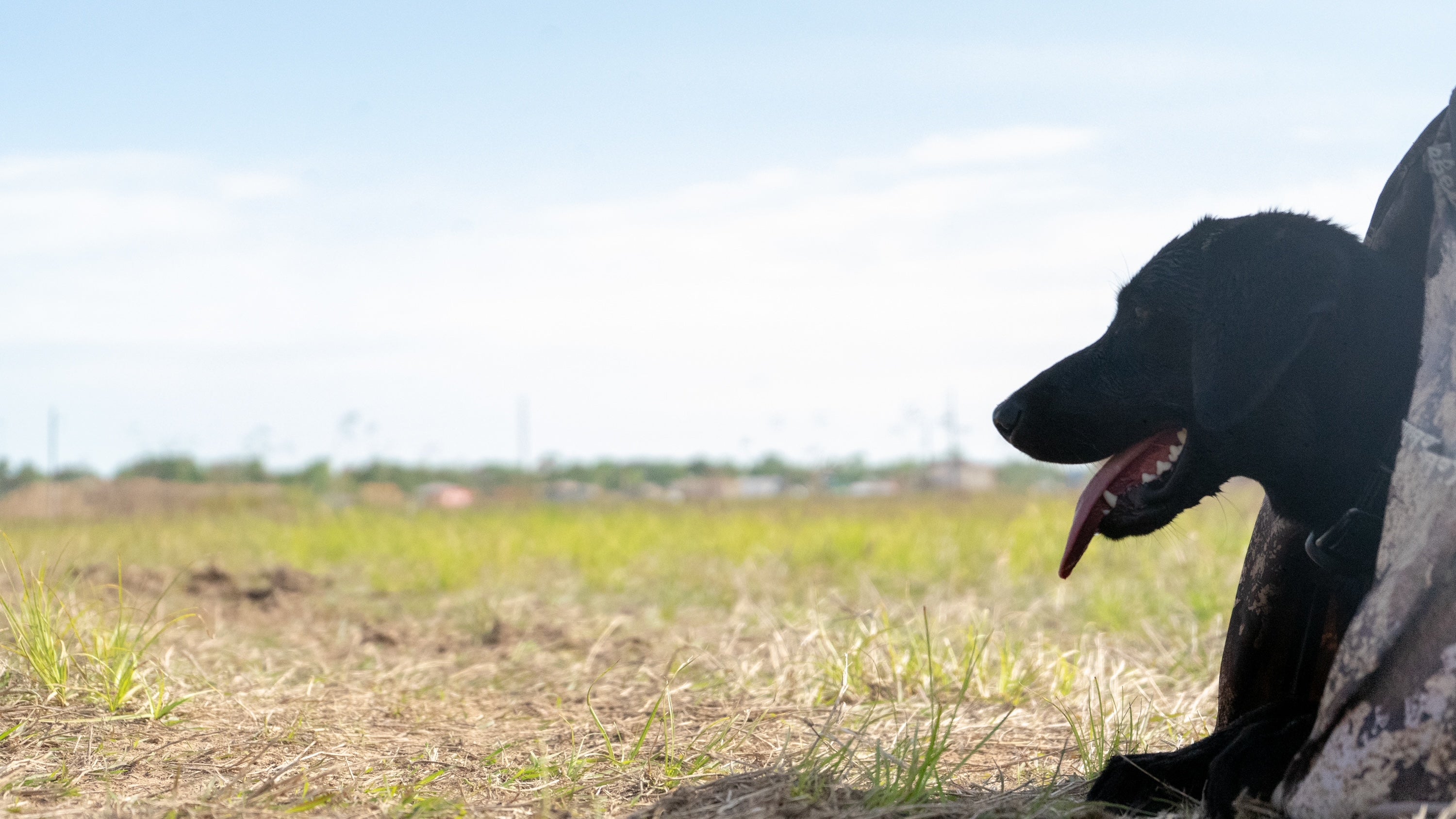 Gallery – Slater Kennels